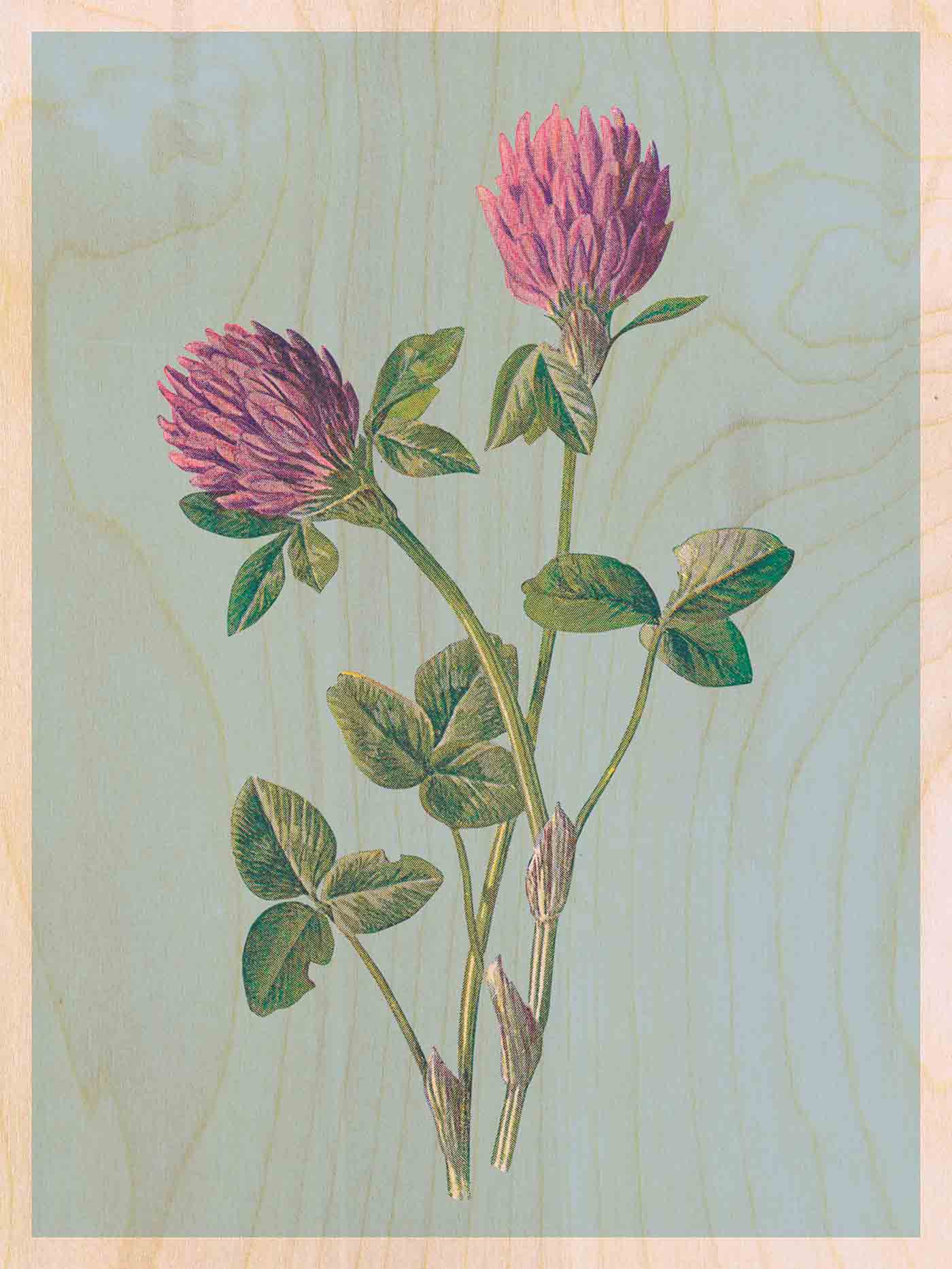Antique Botanical - Instawood