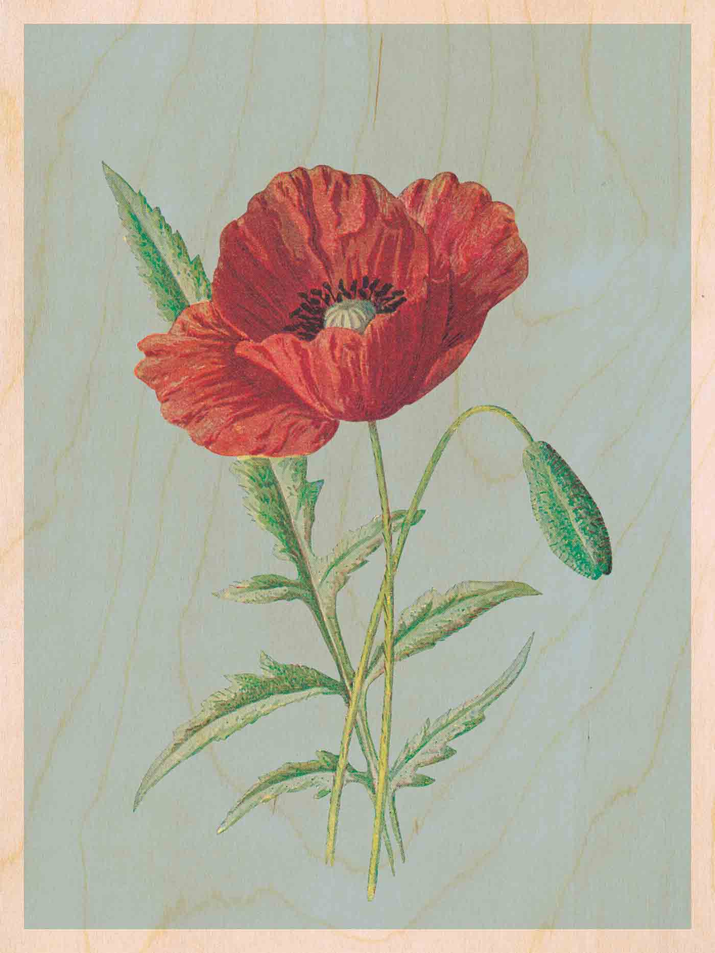 Scarlet Poppy - Instawood